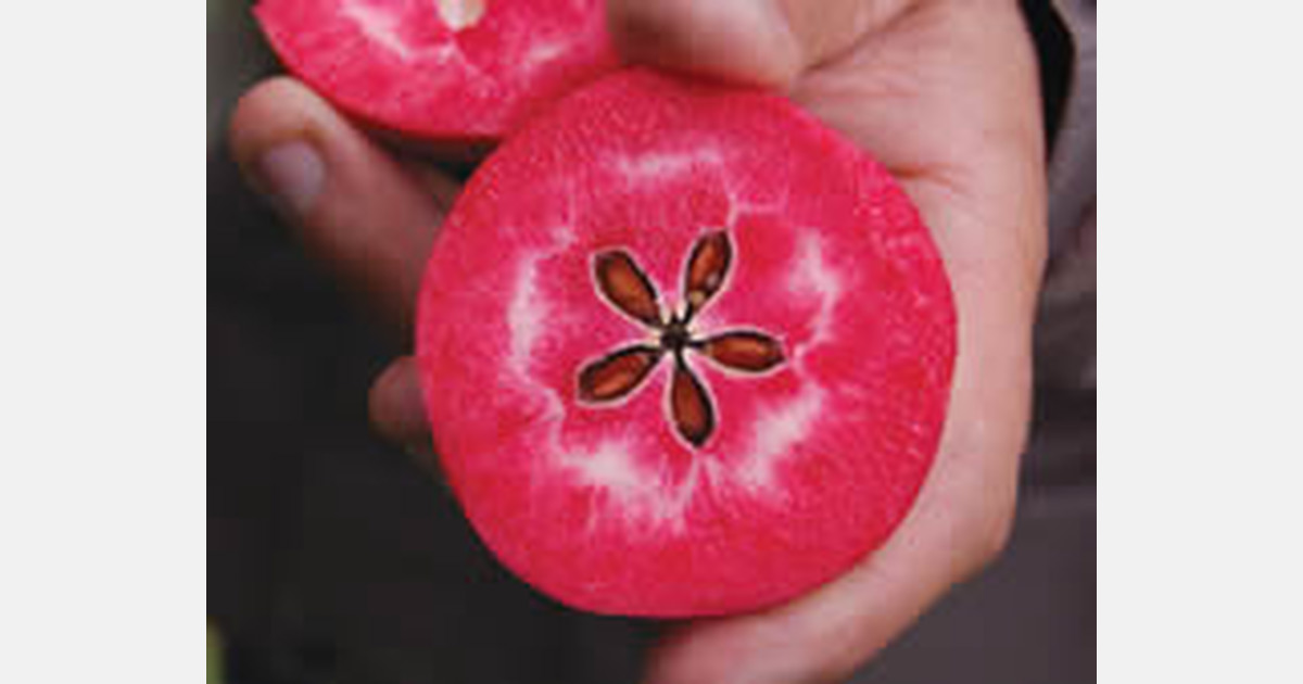 Chile: Red-fleshed apples available on markets