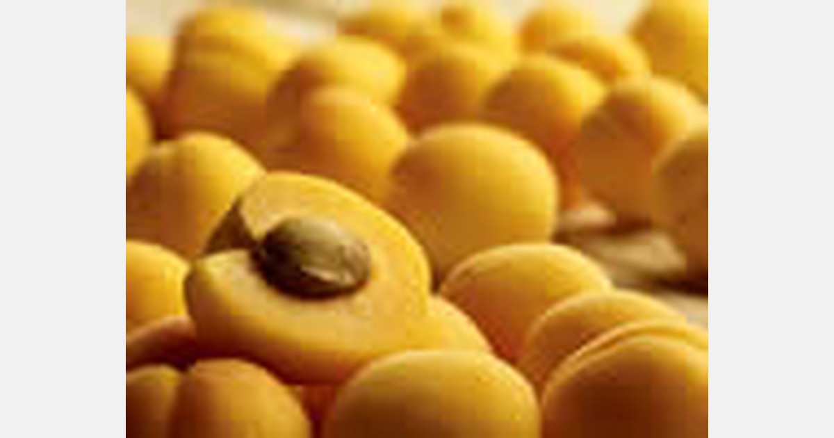 South African apricot export to Europe reaches record