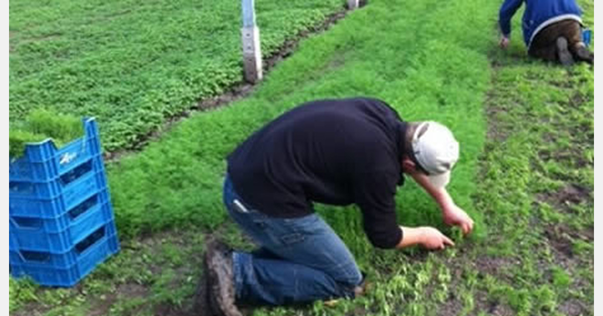 Dutch herb season early at De Kruidenaer