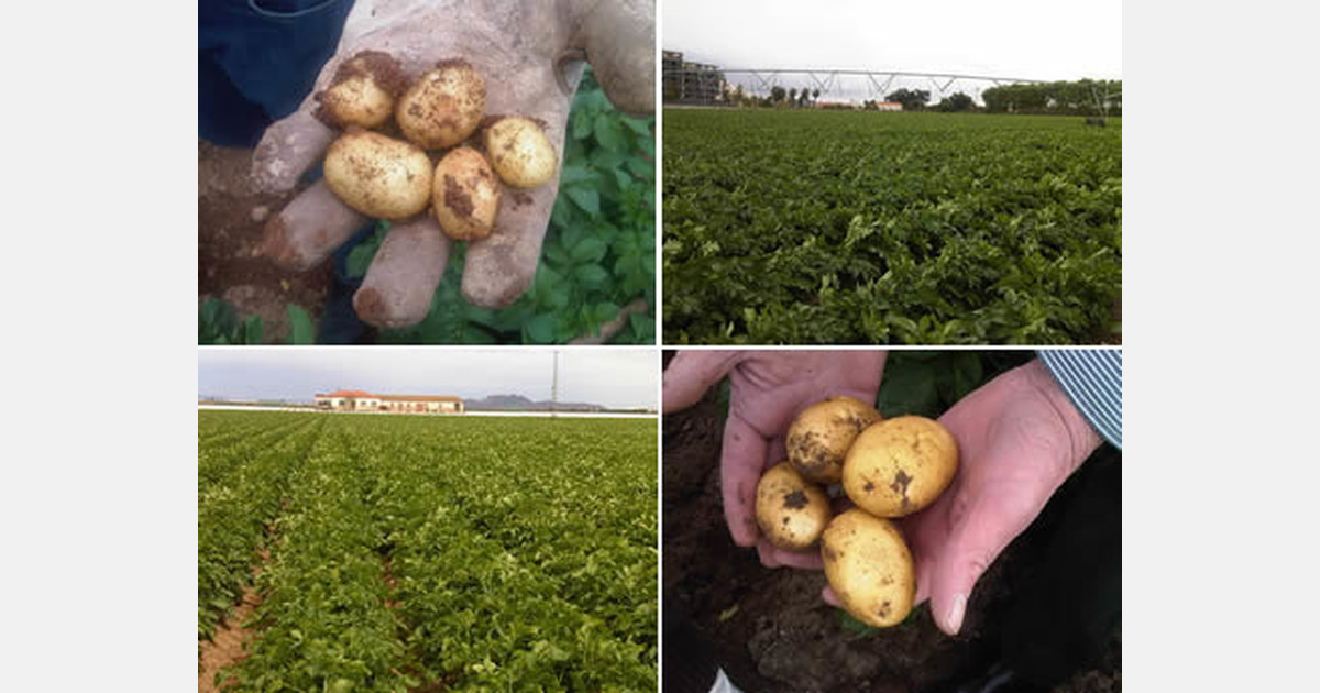 "Import potatoes well received despite old harvest prices"