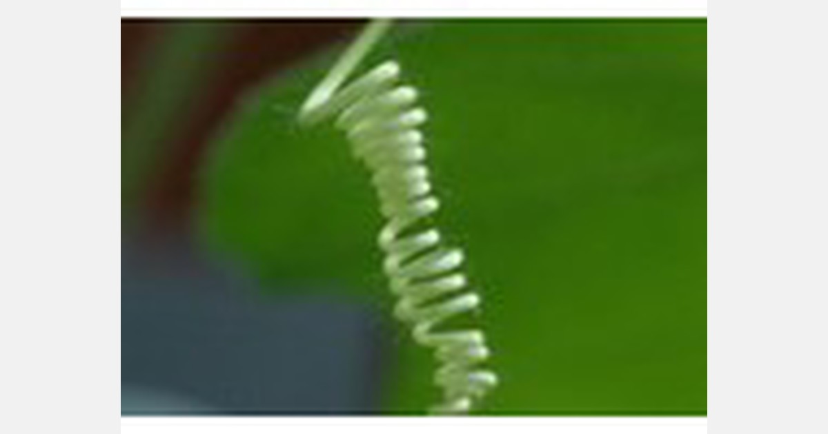 US: Cucumber tendrils as example for new technique