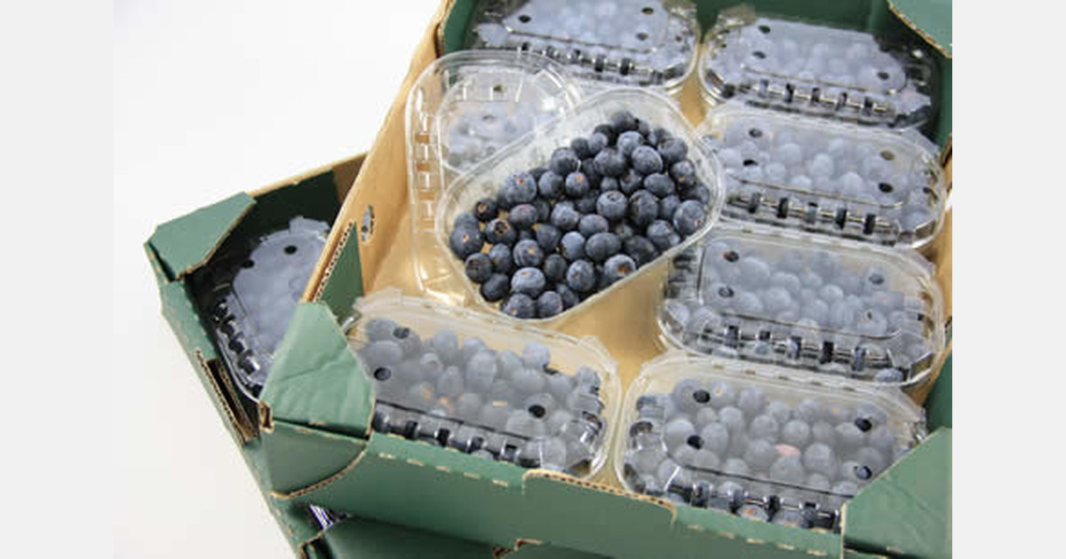 First South African blueberries arrive at Bio World
