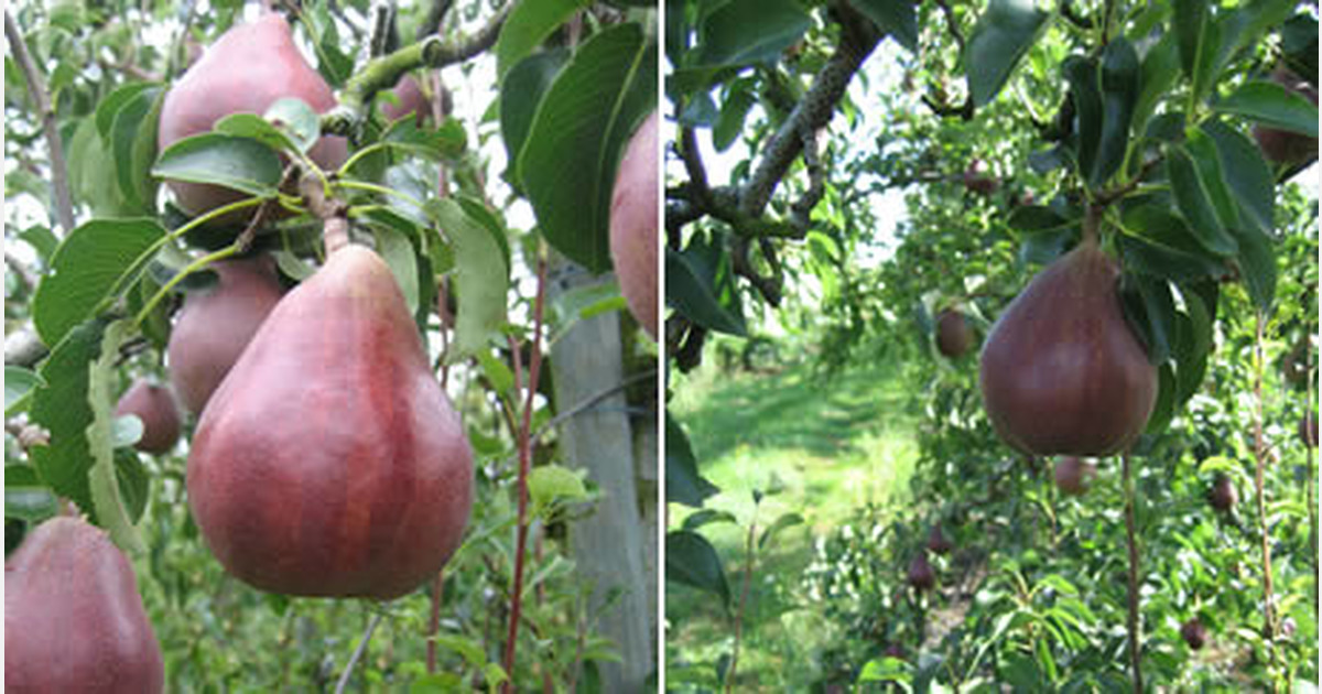 New variety red Comice pear, Regal Red