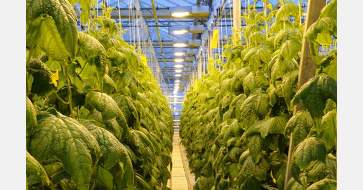 "Netherland: "Spanish cucumbers on the way again"
