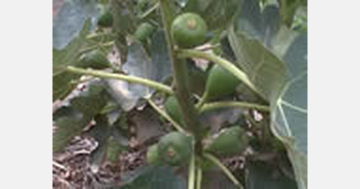 Netherlands: Special Fruit starts new season of Brazilian figs