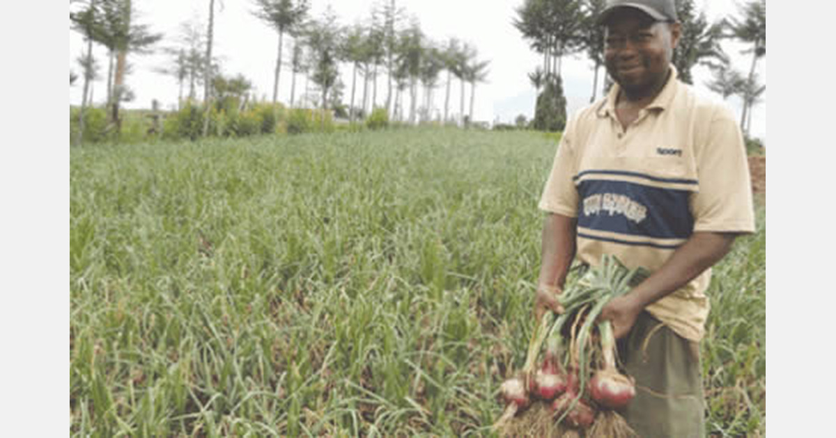 Onions in Cameroon more expensive than one Euro/kg