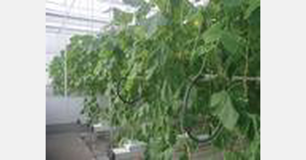 Netherlands: 6% more cucumbers under hazed glass