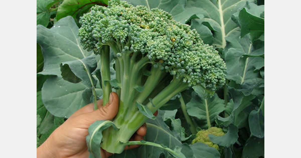 Spain: Jarred ready-to-eat broccoli
