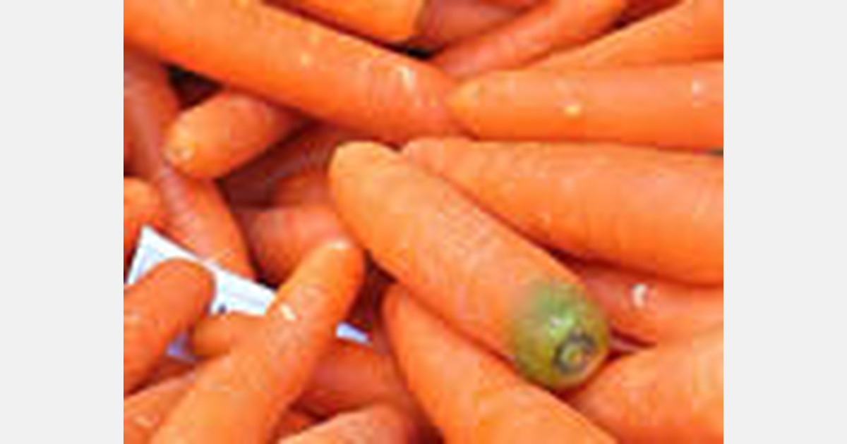 Carrot market still calm