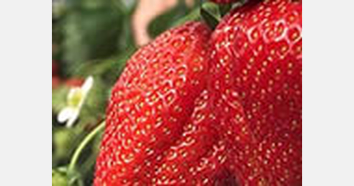 Summary of European strawberry area
