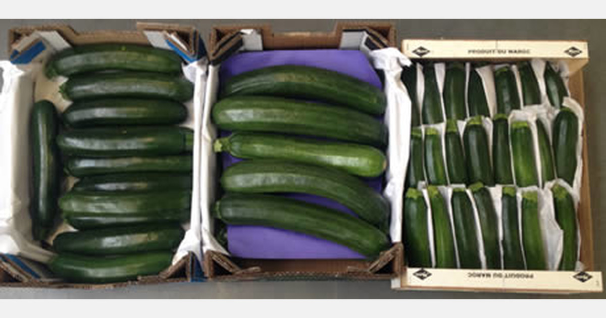 Netherlands: Spanish and Moroccan courgettes at Witkamp