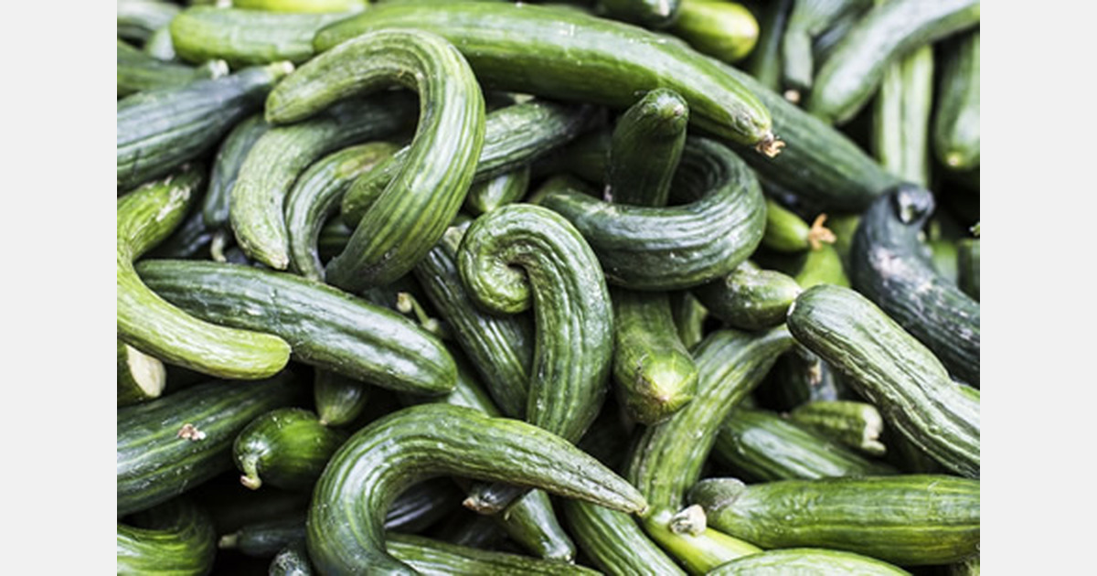 Are crooked cucumbers really hated?