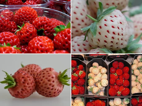 polyploid strawberry