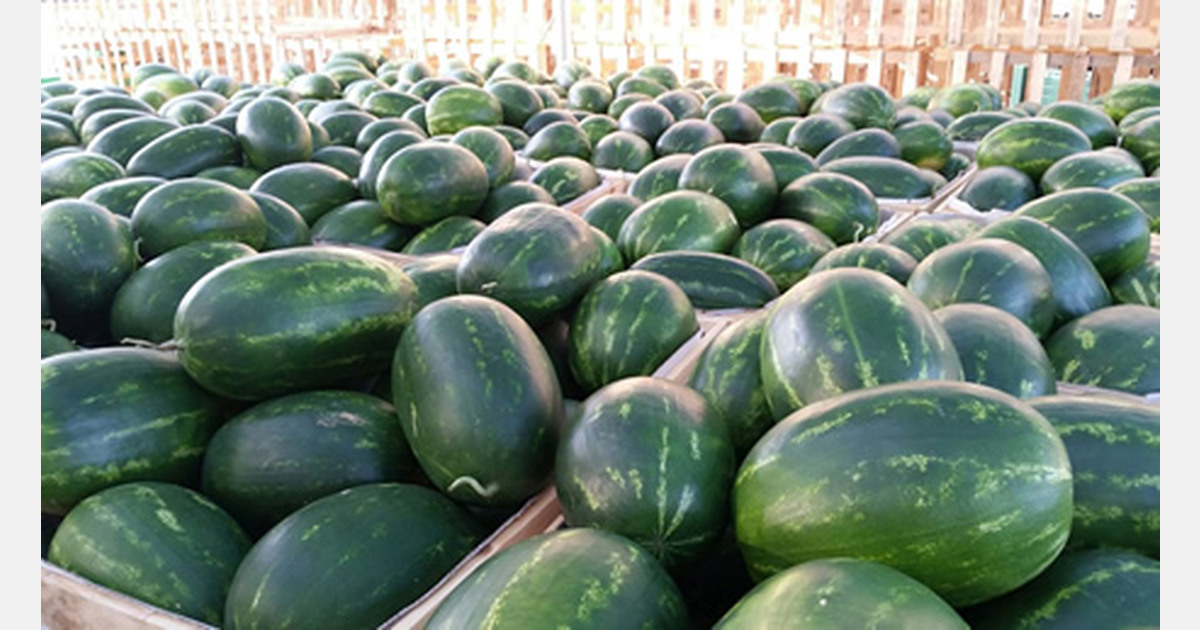 Dumara watermelons start again