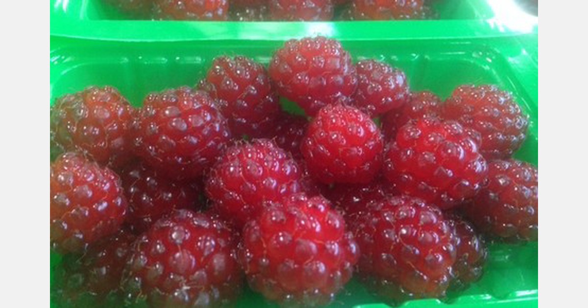 BelOrta introduces Japanese wineberries