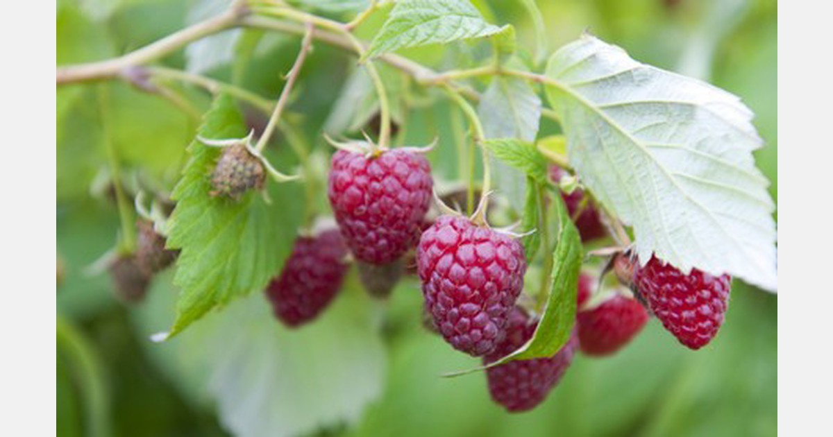 "Raspberry season has weak start"
