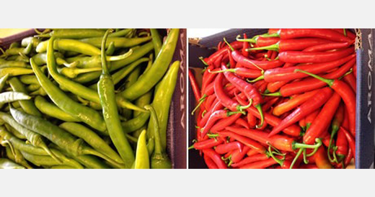 Larger supply causing difficult sales of peppers