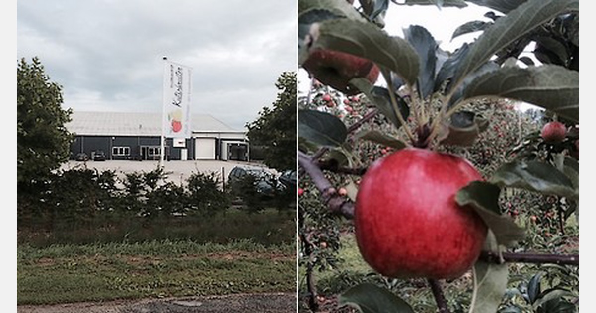 New summer apple Robijn earliest Jonagold mutation