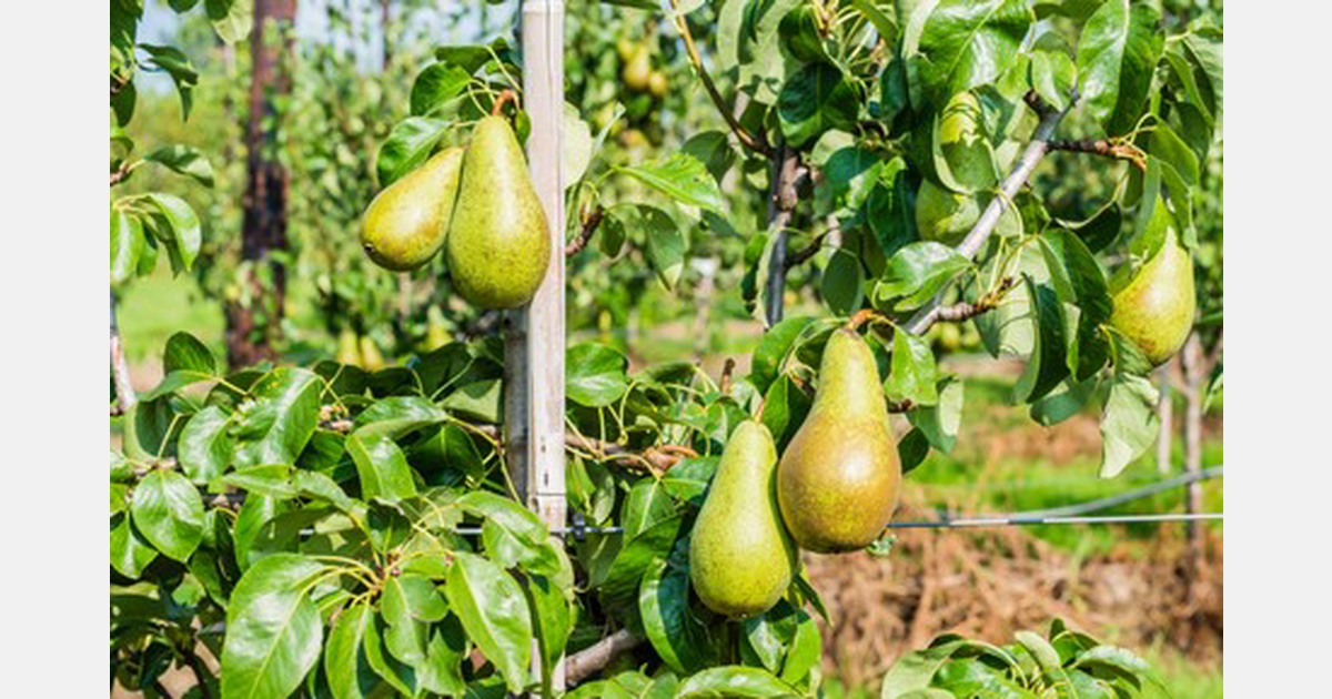 Most Flemish pear growers are harvesting anyway