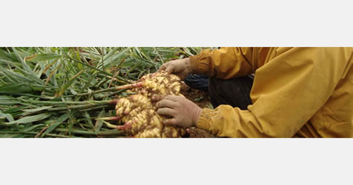 Ginger prices increasing by the week