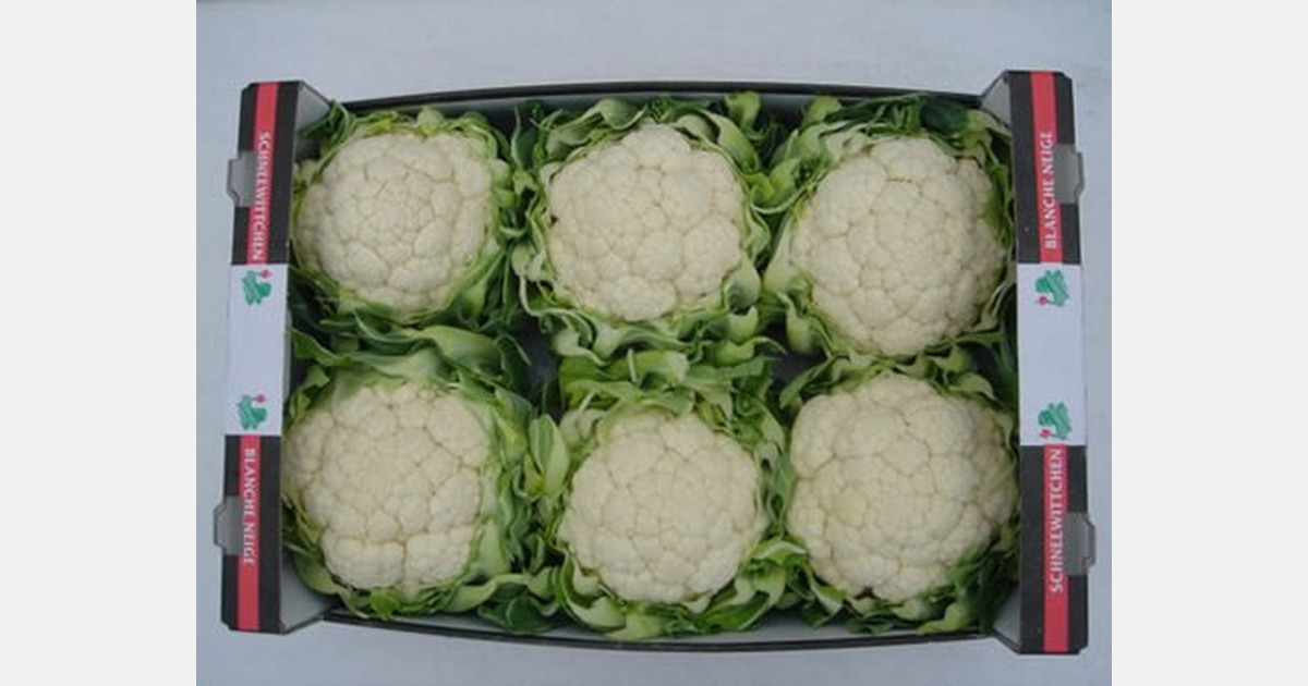 "French cauliflower supply normalised after huge amounts"
