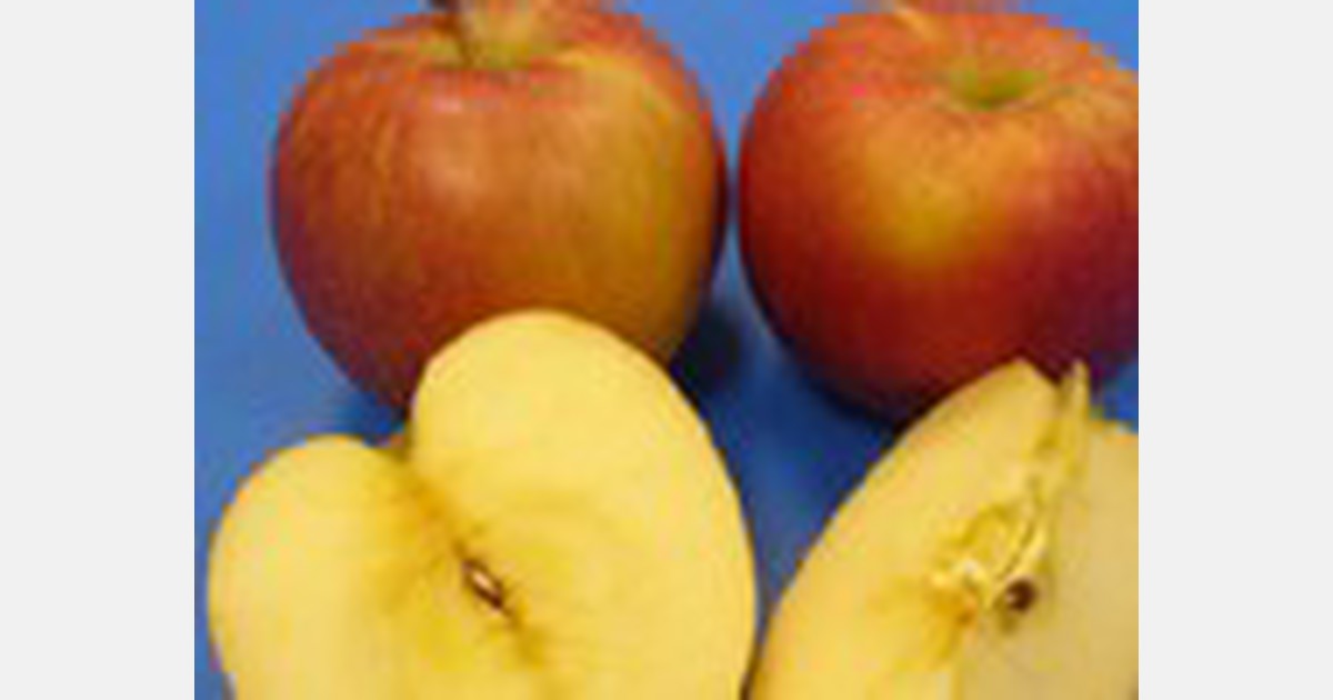 New variation of the Fuji apple