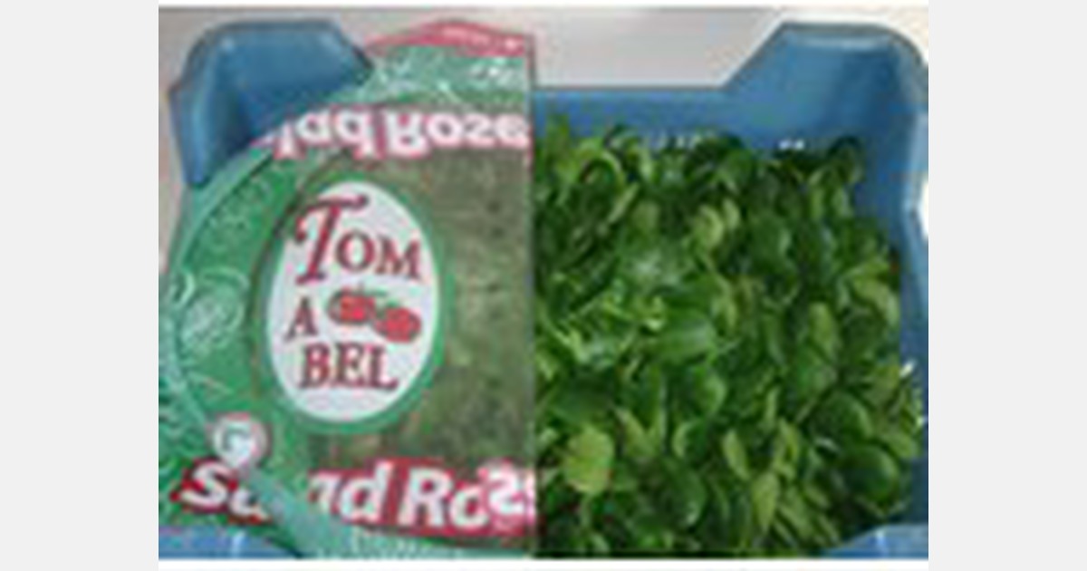 Lettuce prices steady