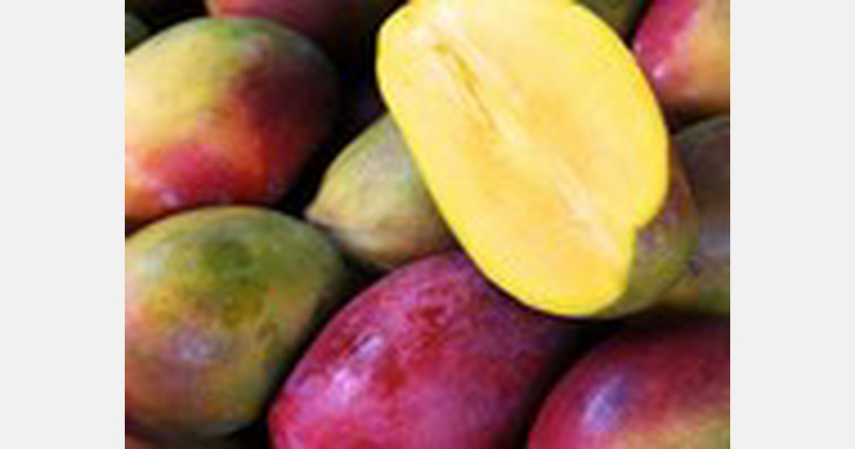 Piura prepares for International Congress on Peruvian Mangoes