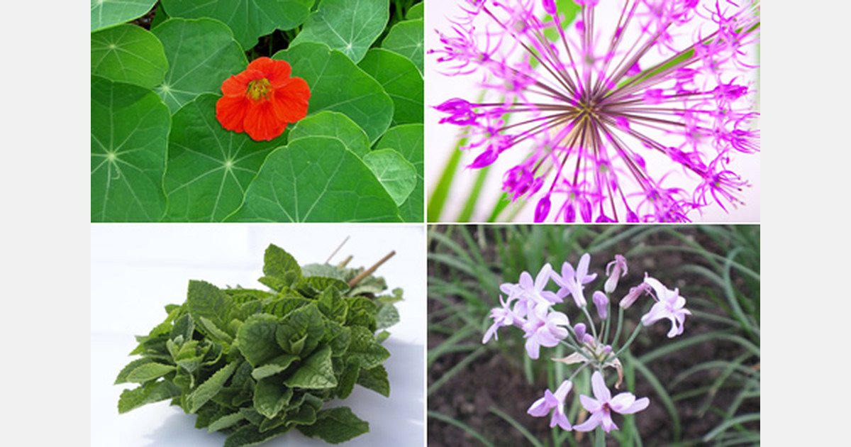 "A bad Easter can be better than a good Christmas"