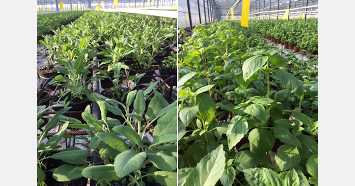 "Demand for Dutch herbs better after Easter than before"