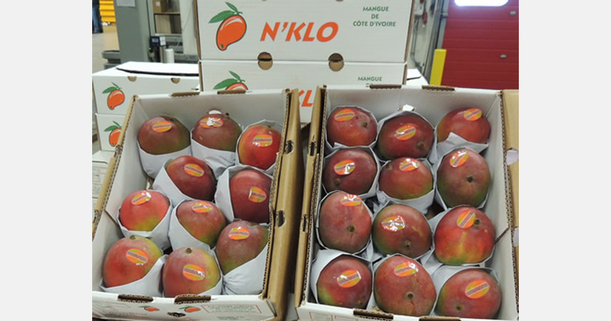 EU: First mangoes flown in from Ivory Coast land on empty market