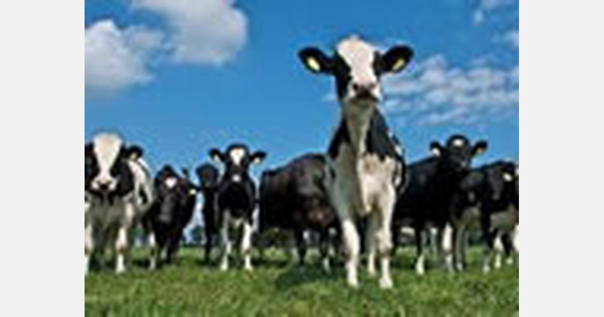 French retailers boycott milk from mega cattle farm