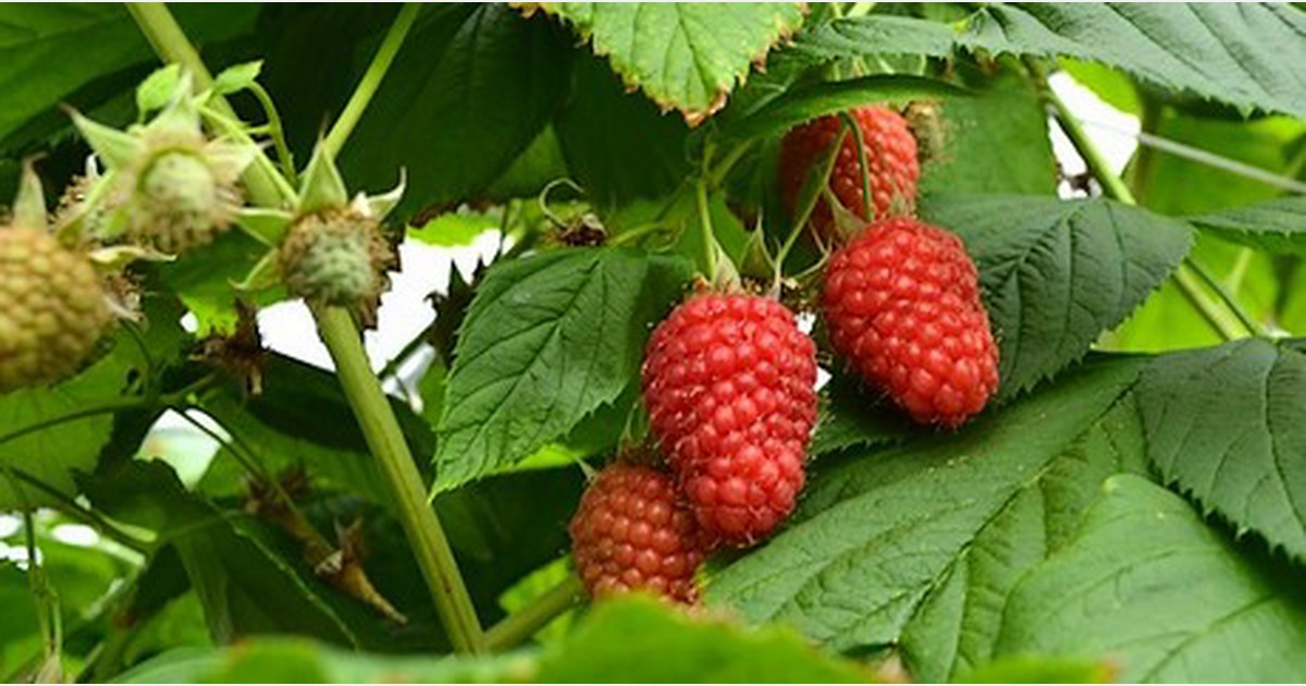 Raspberry prices rising