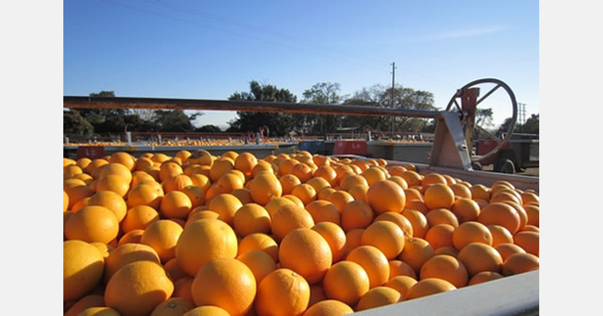 South African citrus market steady, stable