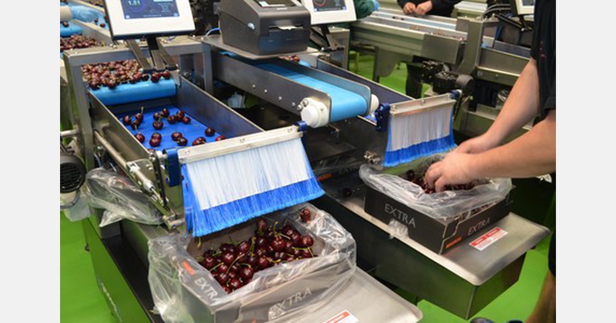 Fully automatic cherry sorting line processes up to three tonnes per hour