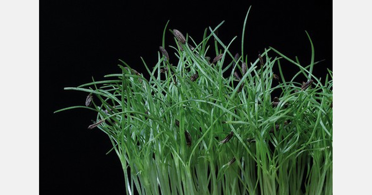 Koppert Cress launches Jeere Cress