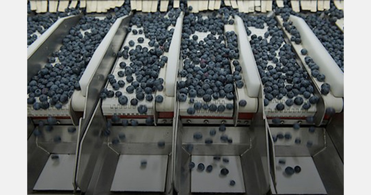 “Blueberry prices stable and high”