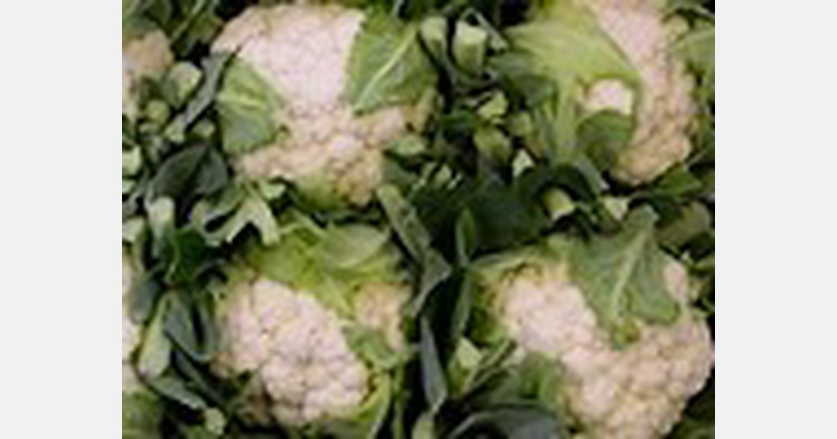 Increase of winter cauliflower in Belgium