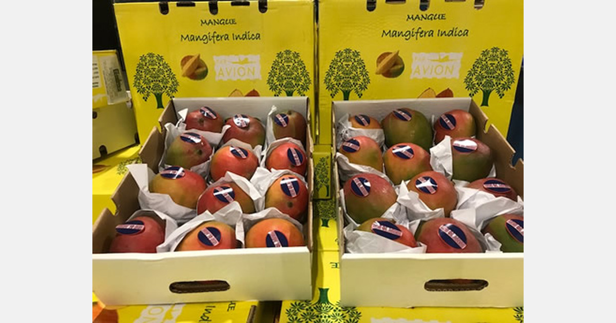 “Good market for mangoes from Ivory Coast”