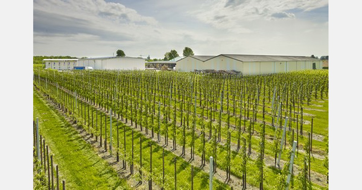 "25% more apples thanks to our own Magnum tree"