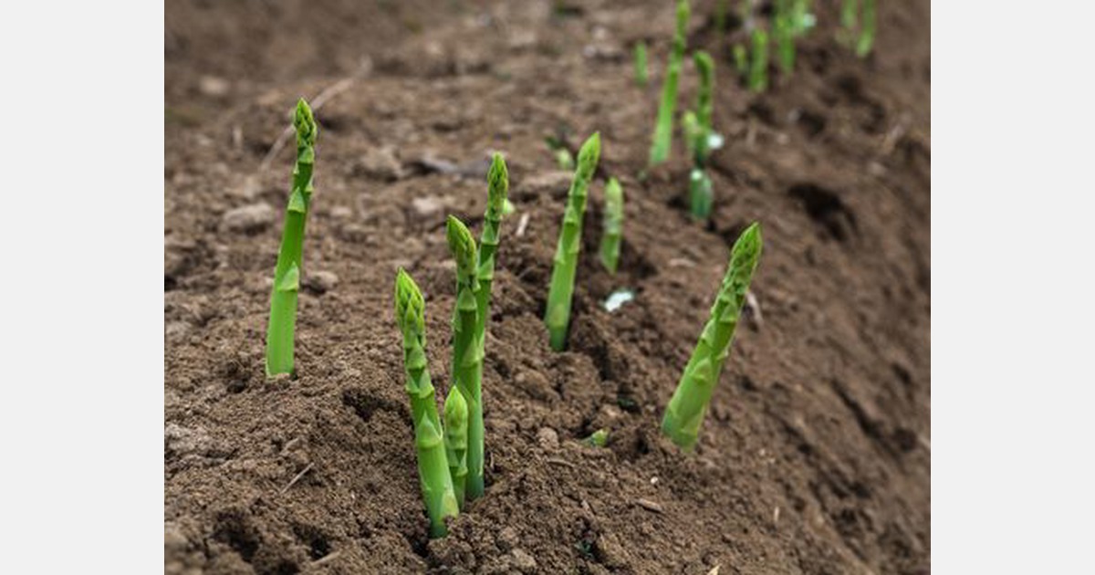 Peruvian asparagus cultivation grows, export of fresh asparagus levels off