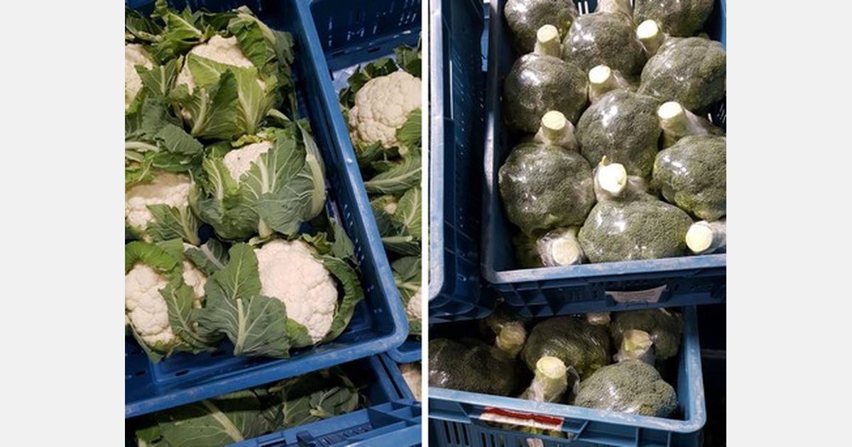 "Spanish broccoli brings relief"