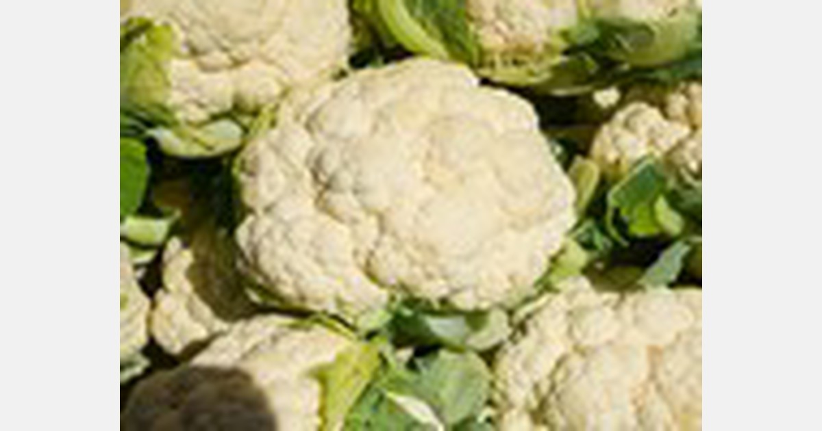 Influence of frost on winter cauliflower still unclear
