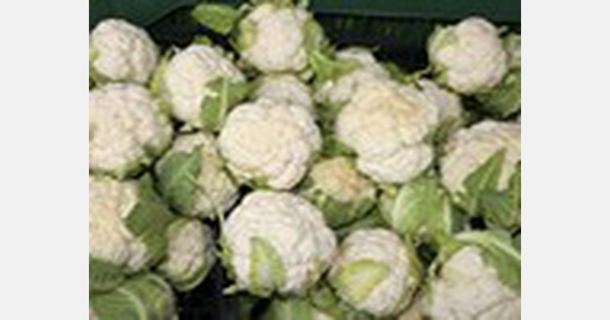 Winter cauliflower later due to frost