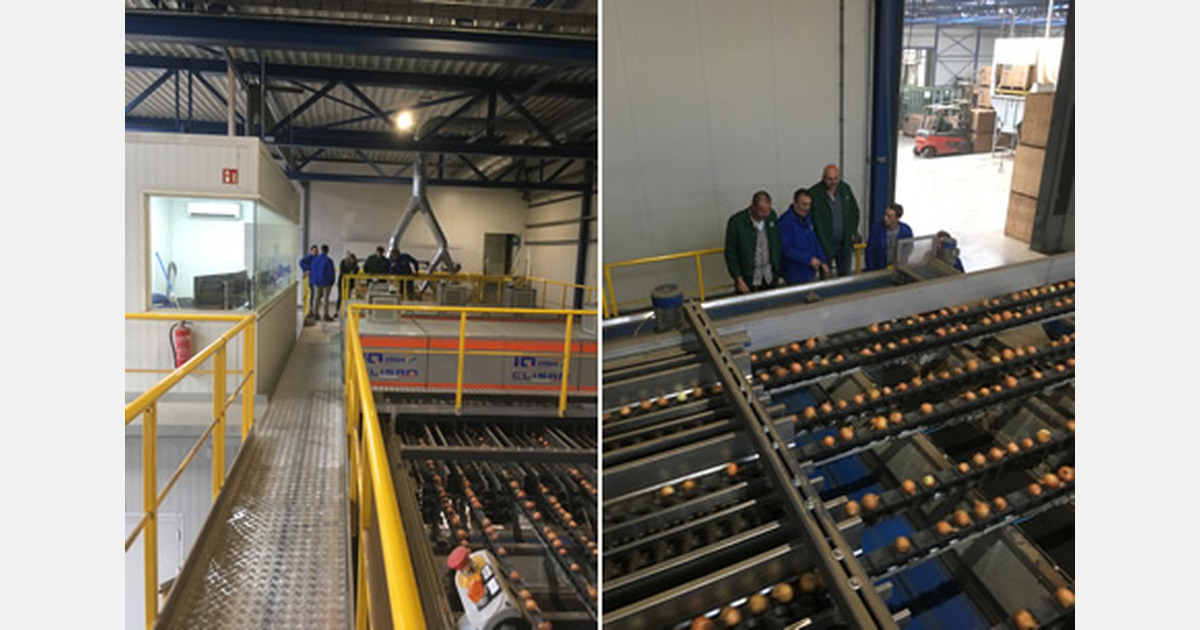 Optical onion sorting machine -TOP Onions demonstration for onion companies