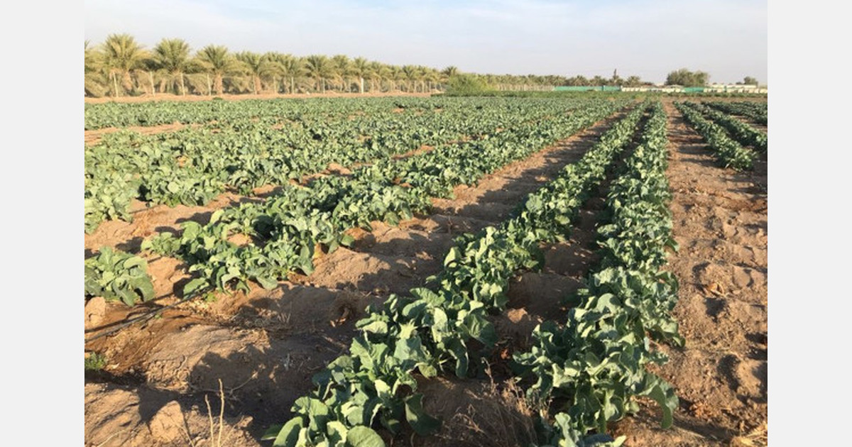 Emirati fruit and vegetable producers are favored by the local market