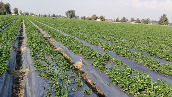 Egyptian strawberry producer achieves production leap