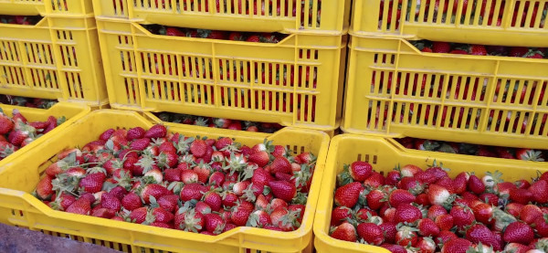 Egyptian strawberry producer achieves production leap