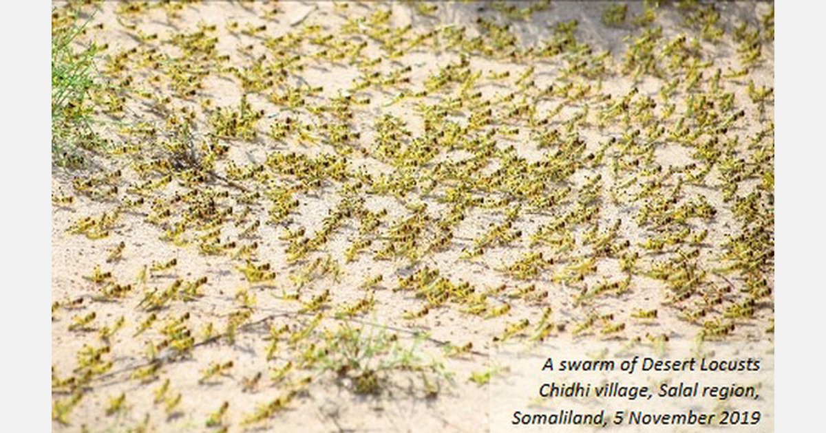 Destructive swarm of desert locusts entering Kenya