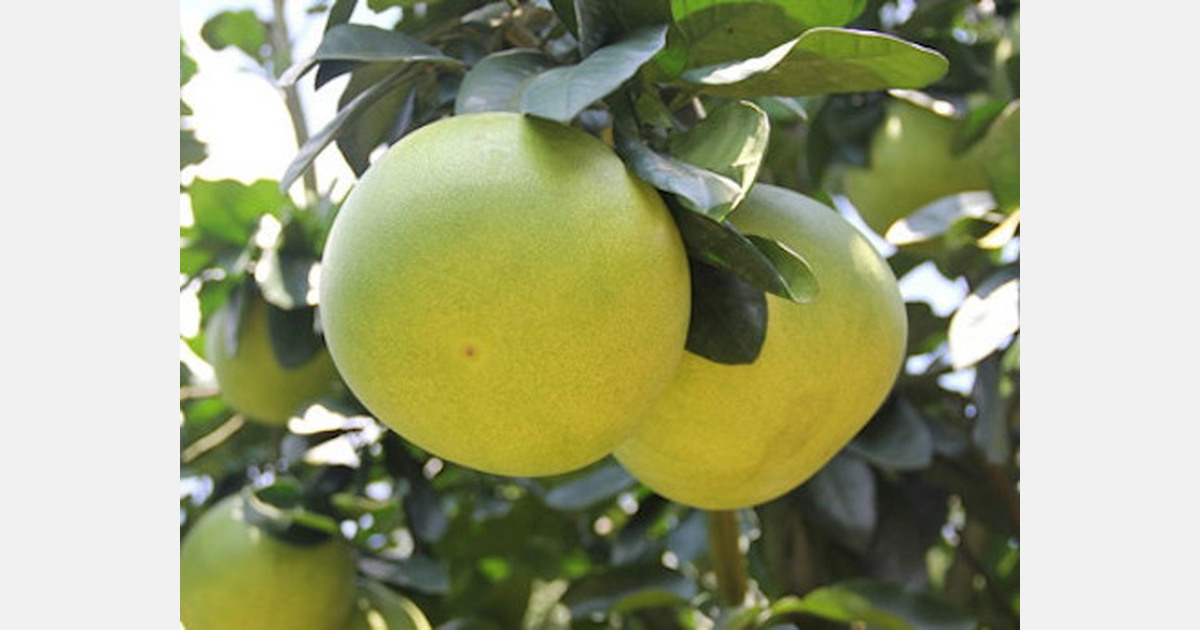 China: Price differential between domestic and imported fruit shrinking